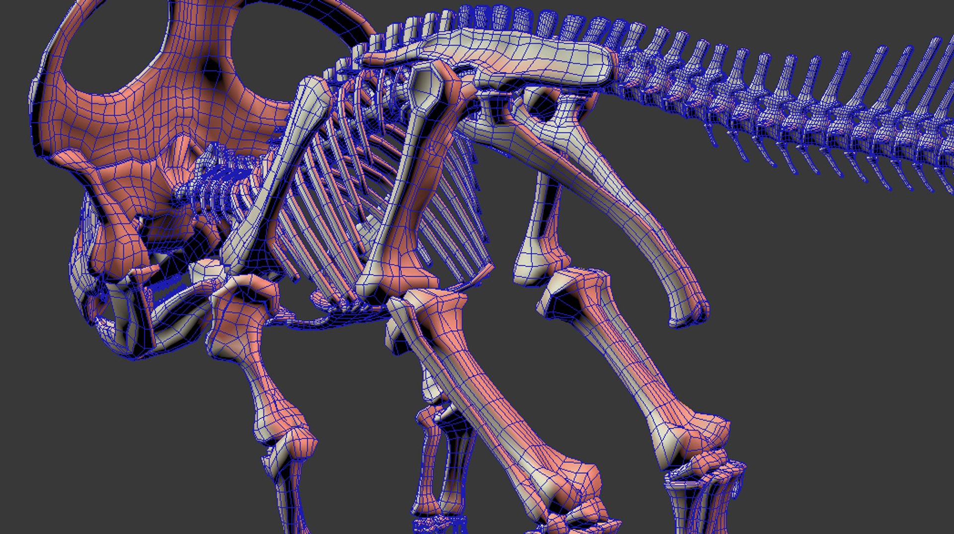 Protoceratops skeleton 3D model - TurboSquid 1367113