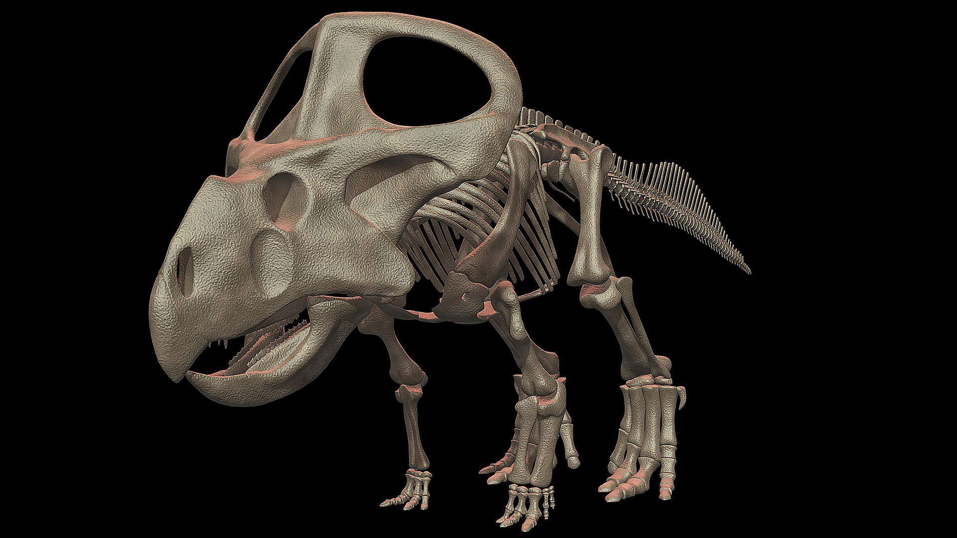 Protoceratops Skeleton 3D Model - TurboSquid 1367113
