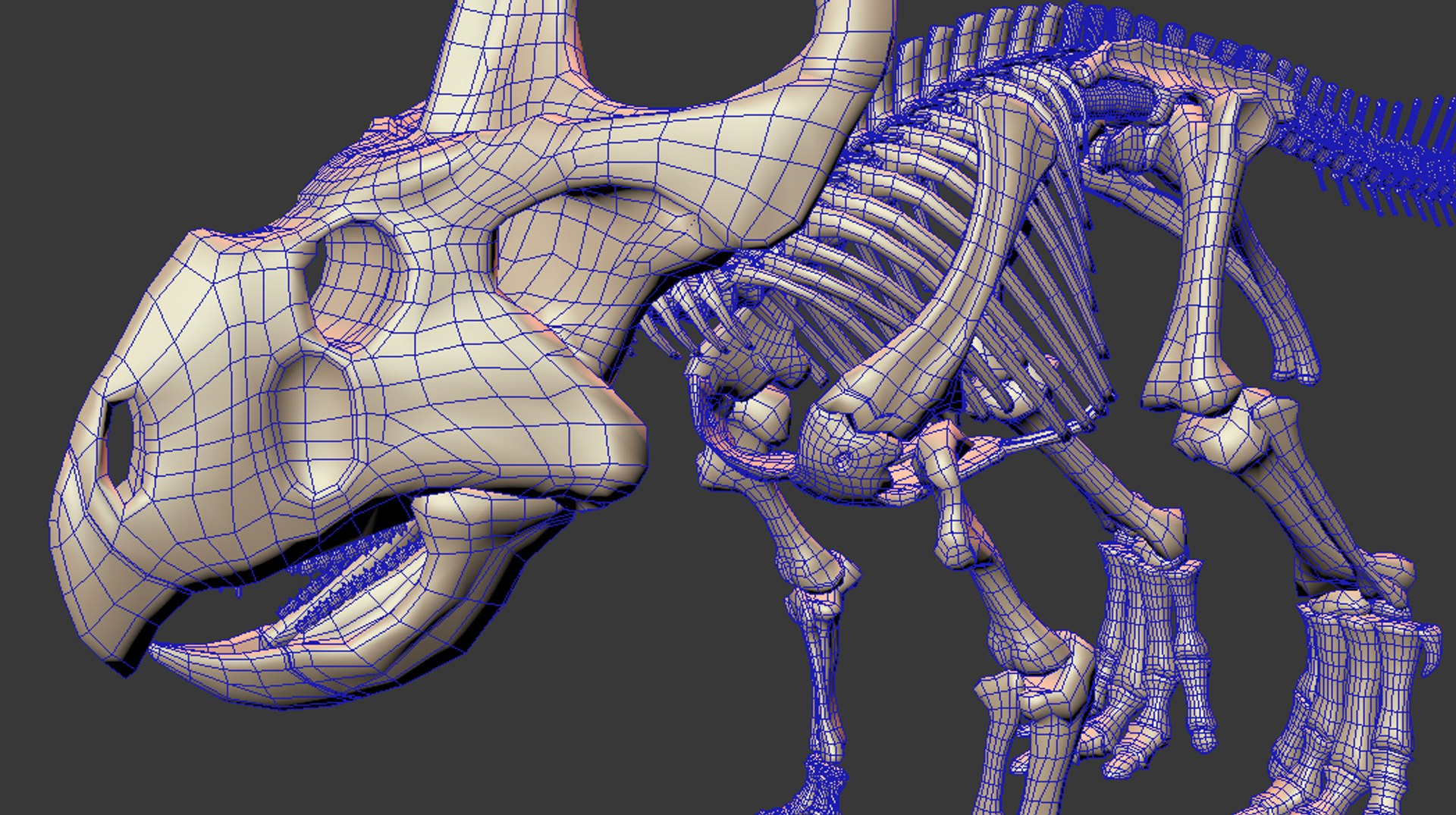 Protoceratops skeleton 3D model - TurboSquid 1367113