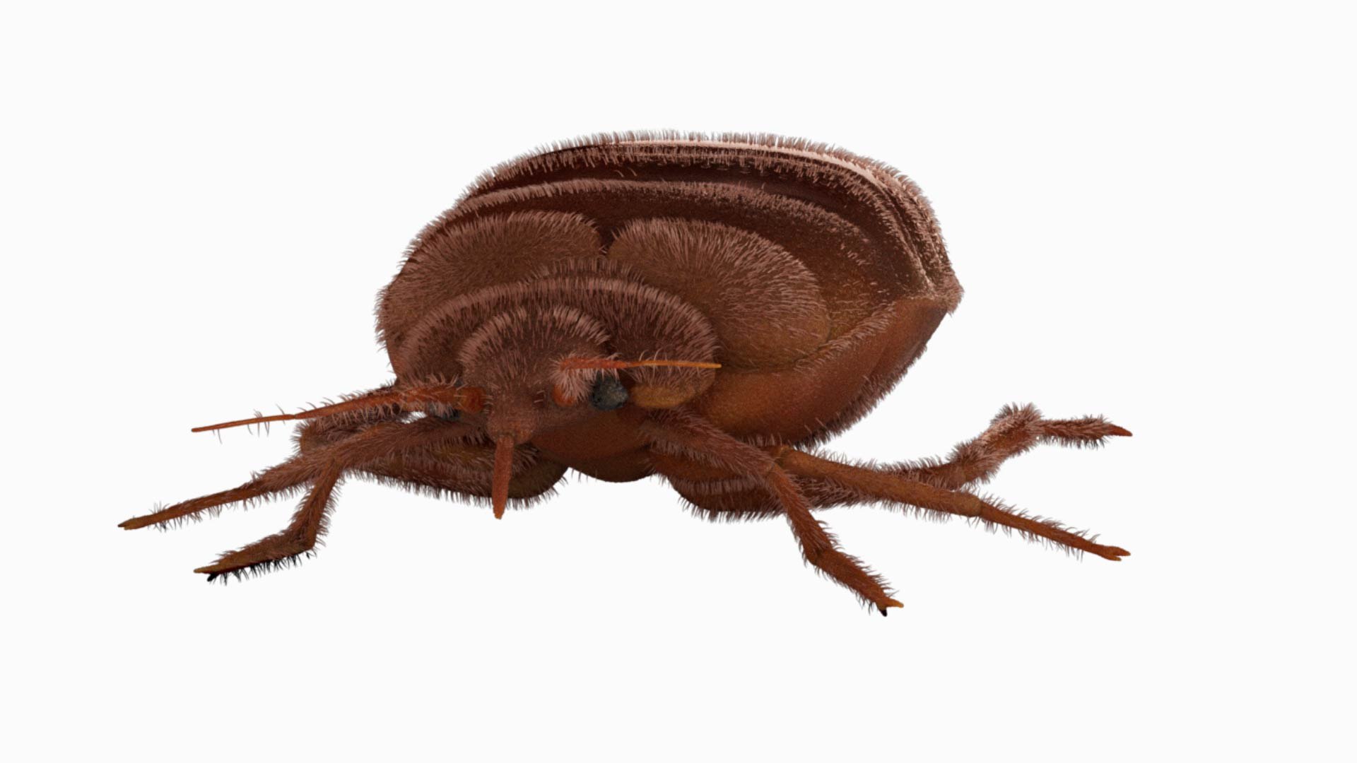3D Bed Bug 01 Model - TurboSquid 2145431