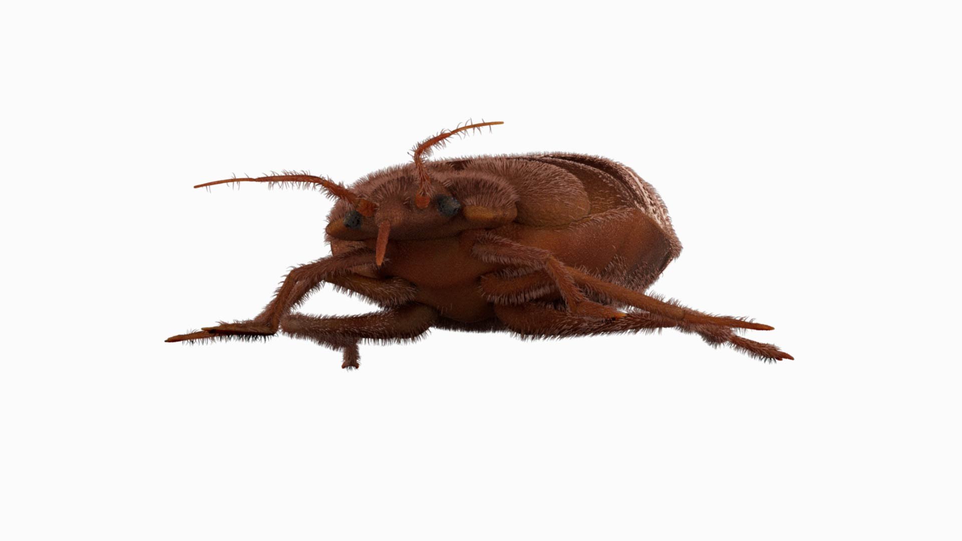 3D Bed Bug 01 Model - TurboSquid 2145431