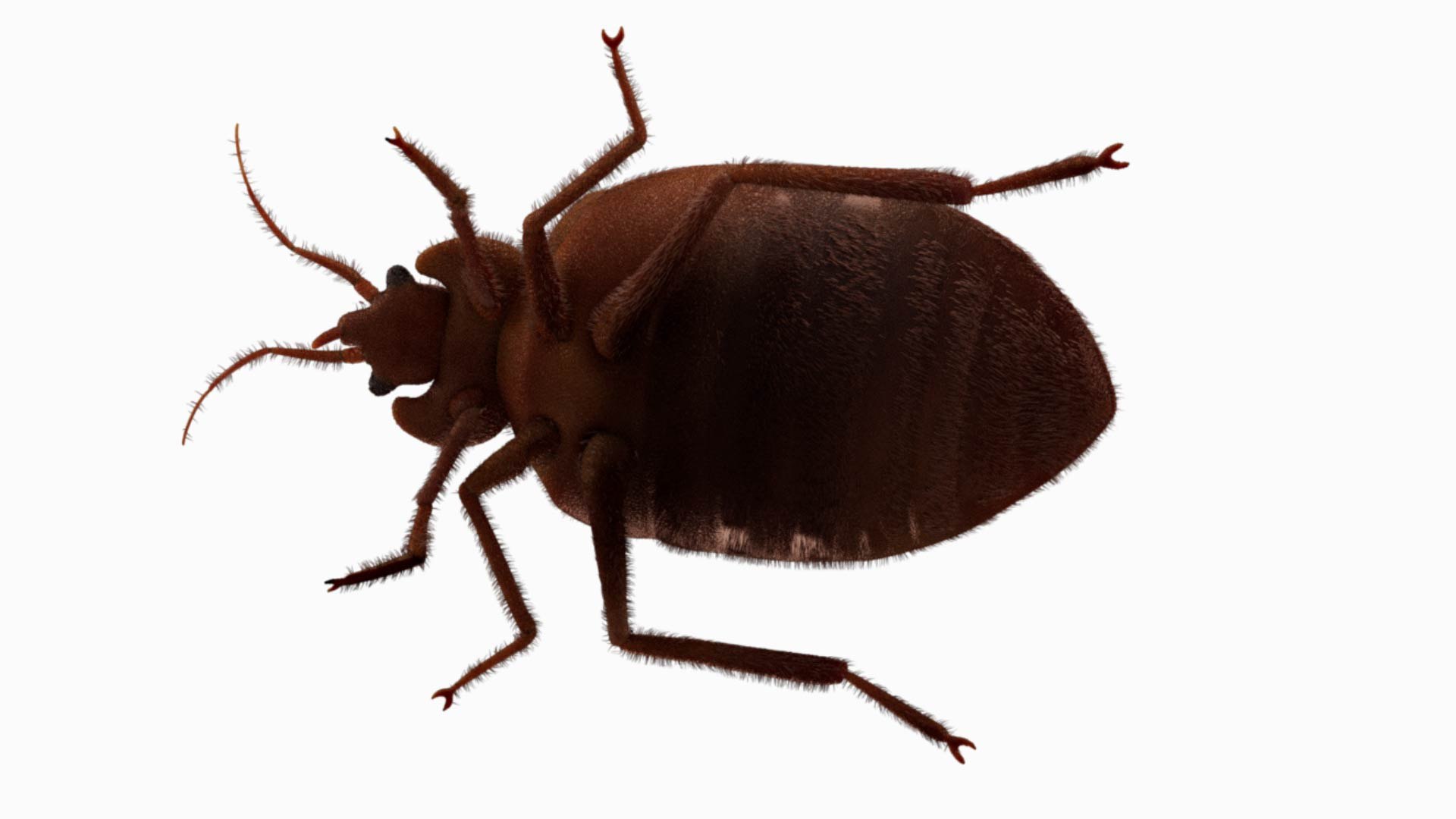 3D Bed Bug 01 Model - TurboSquid 2145431