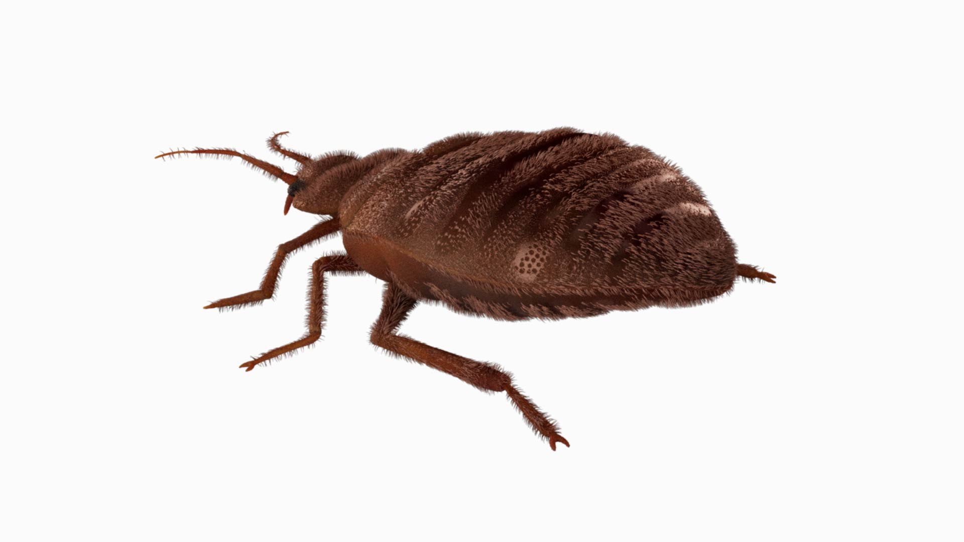 3D Bed Bug 01 Model - TurboSquid 2145431