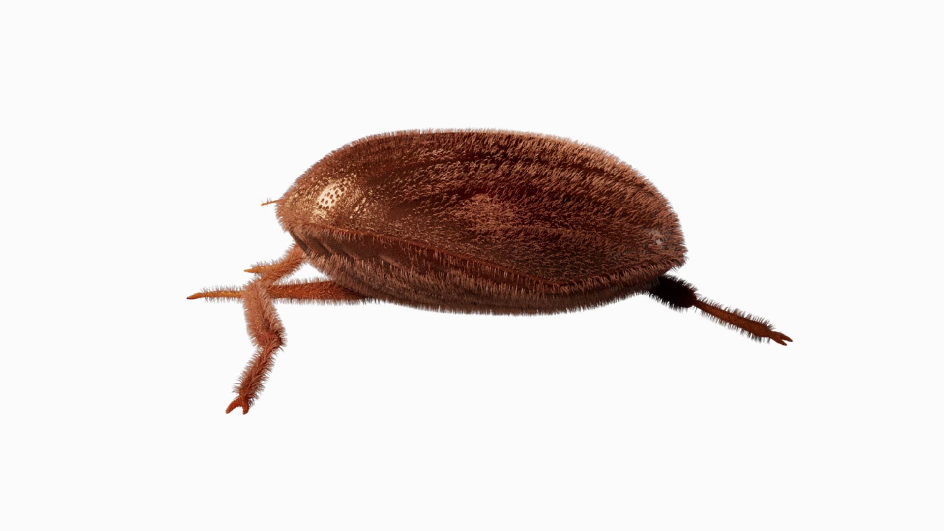 3D Bed Bug 01 Model - TurboSquid 2145431