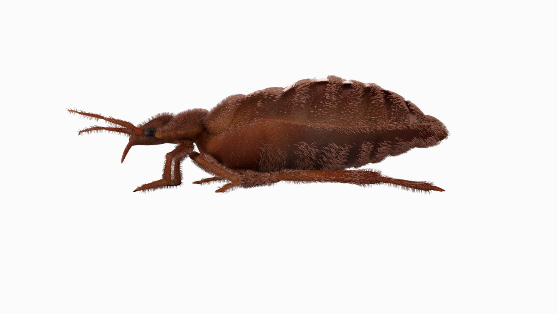 3D Bed Bug 01 Model - TurboSquid 2145431
