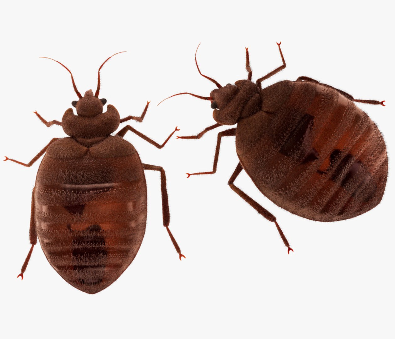 3D Bed Bug 01 Model - TurboSquid 2145431