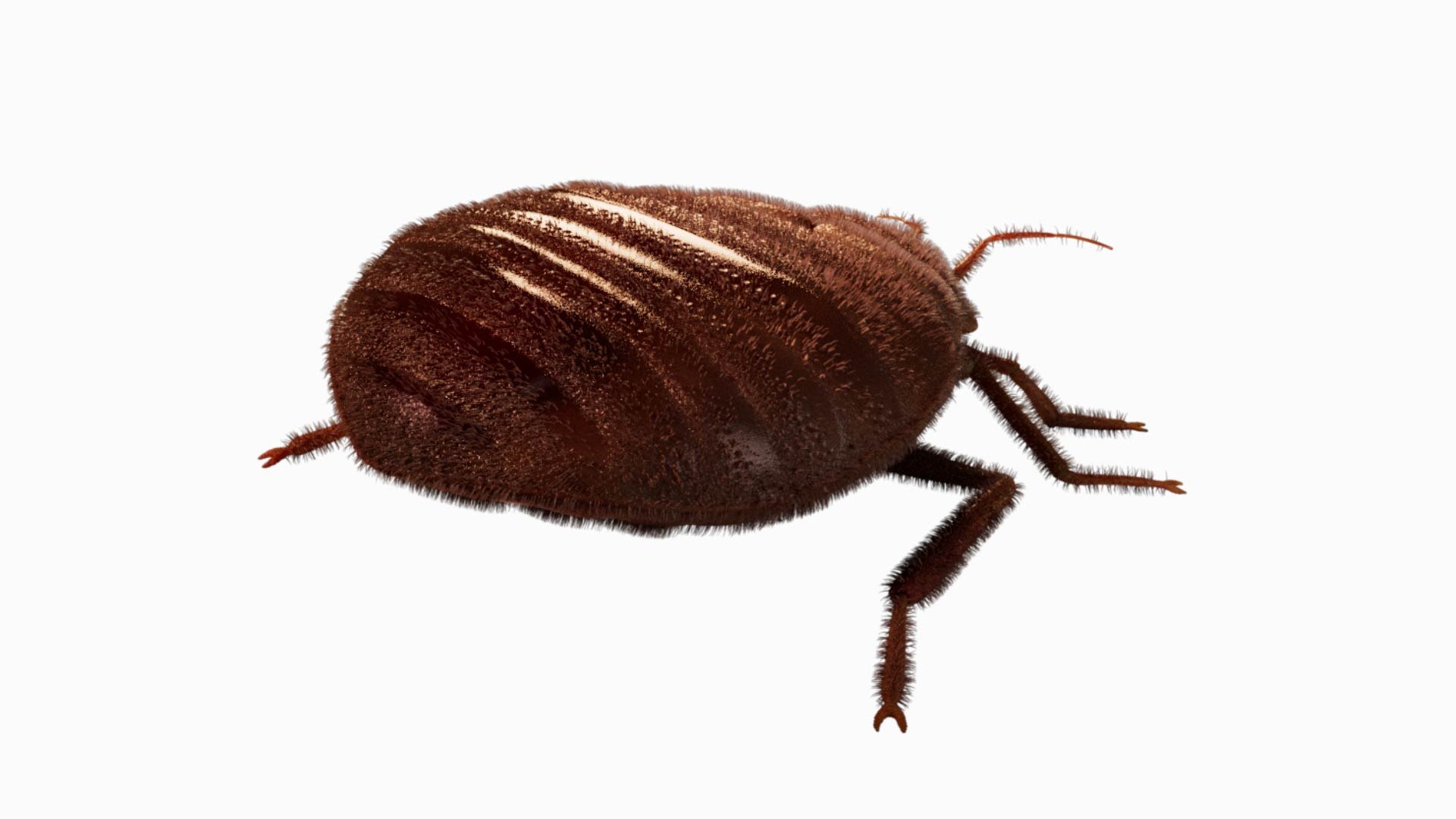 3D Bed Bug 01 Model - TurboSquid 2145431