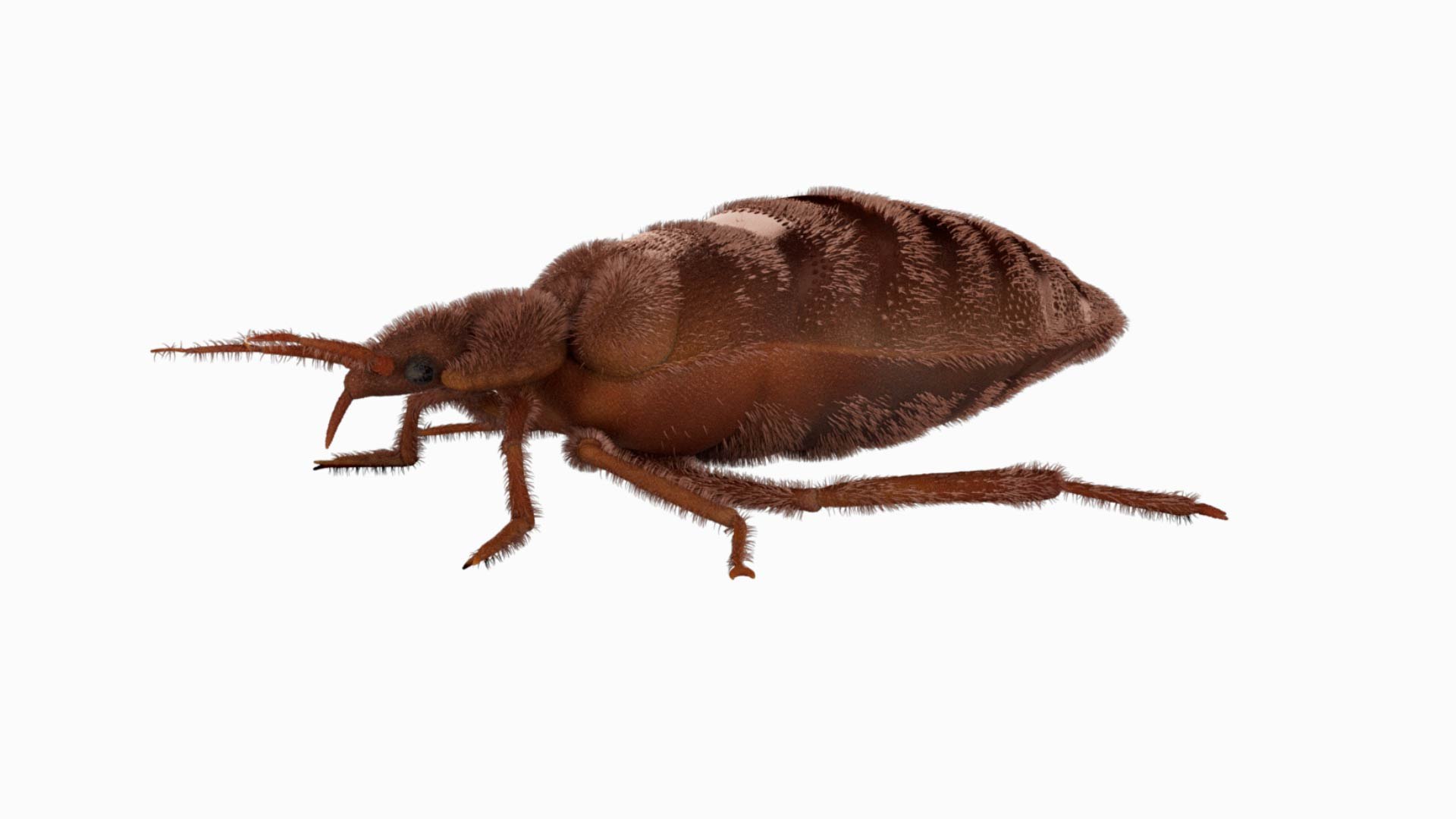 3D Bed Bug 01 Model - TurboSquid 2145431