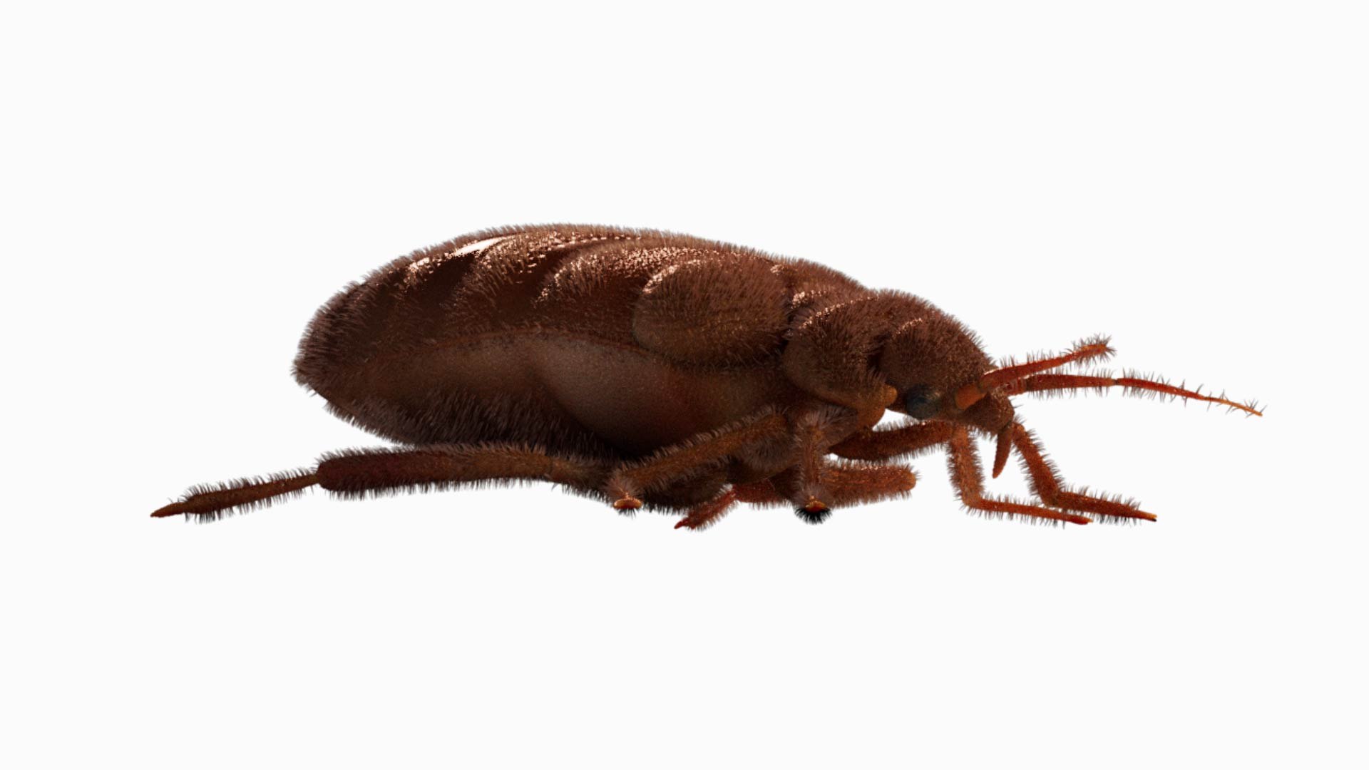 3D Bed Bug 01 Model - TurboSquid 2145431