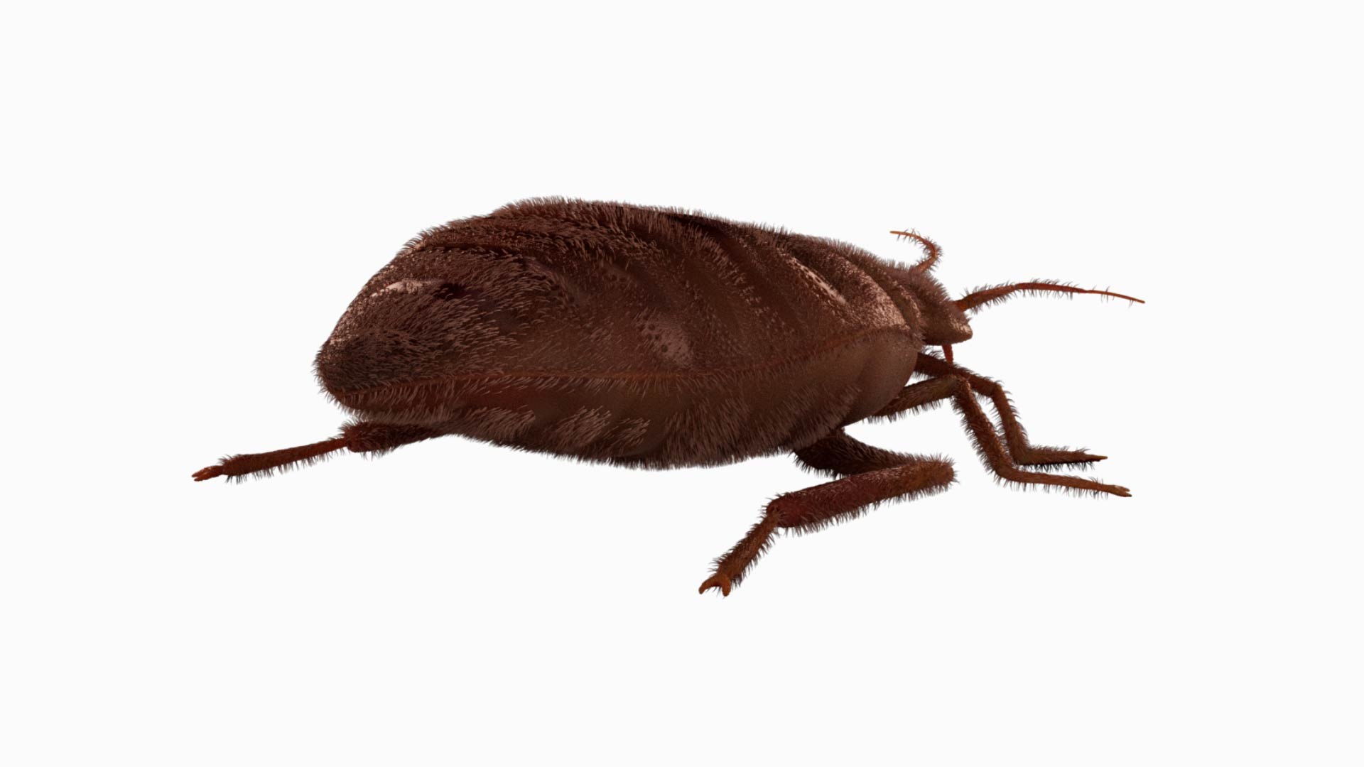 3D Bed Bug 01 Model - TurboSquid 2145431