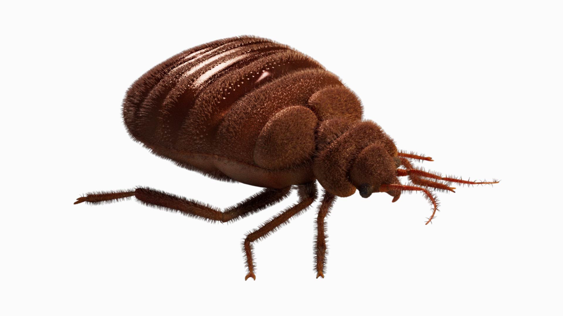 3D Bed Bug 01 Model - TurboSquid 2145431