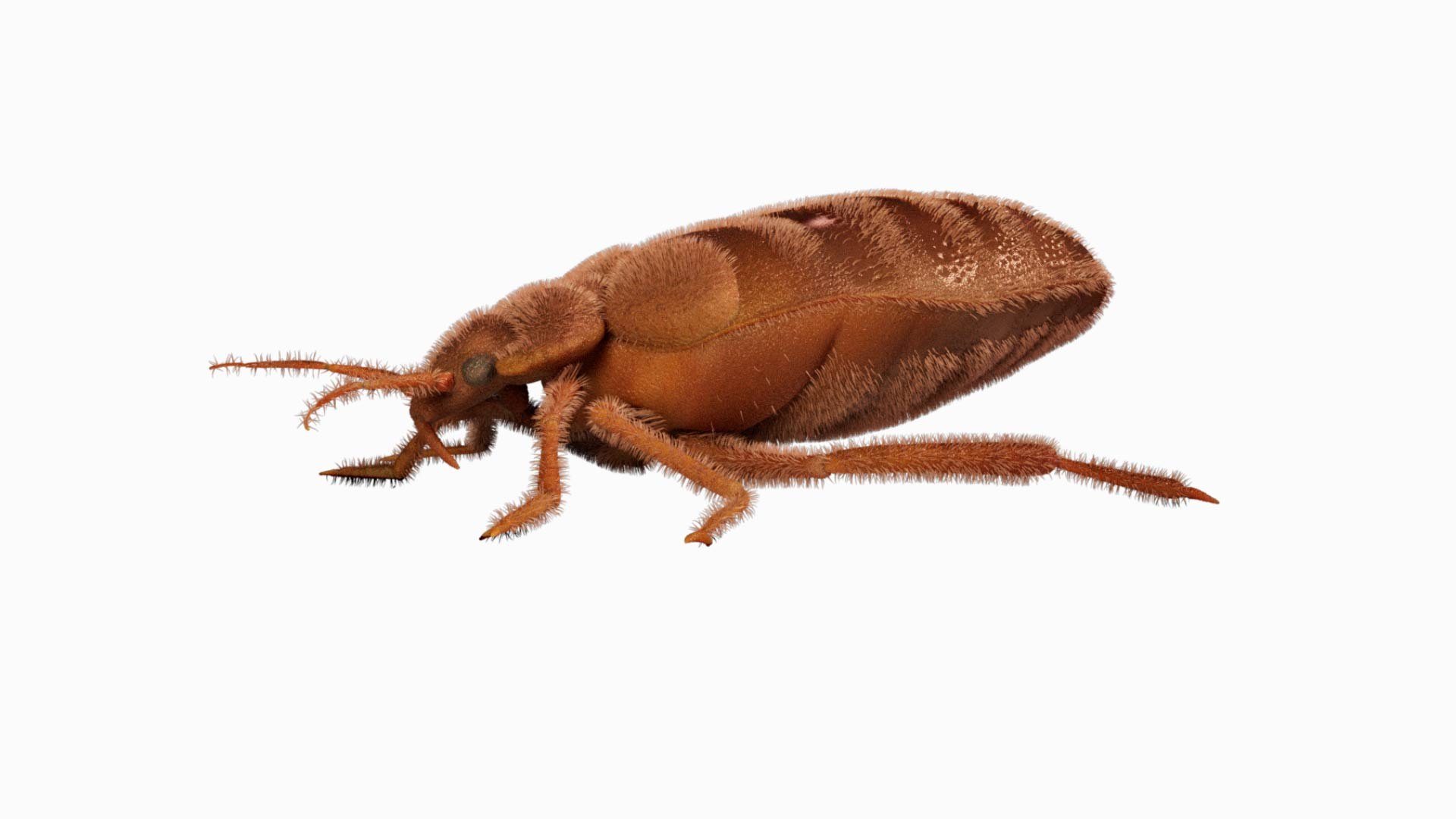3D Bed Bug 01 Model - TurboSquid 2145431