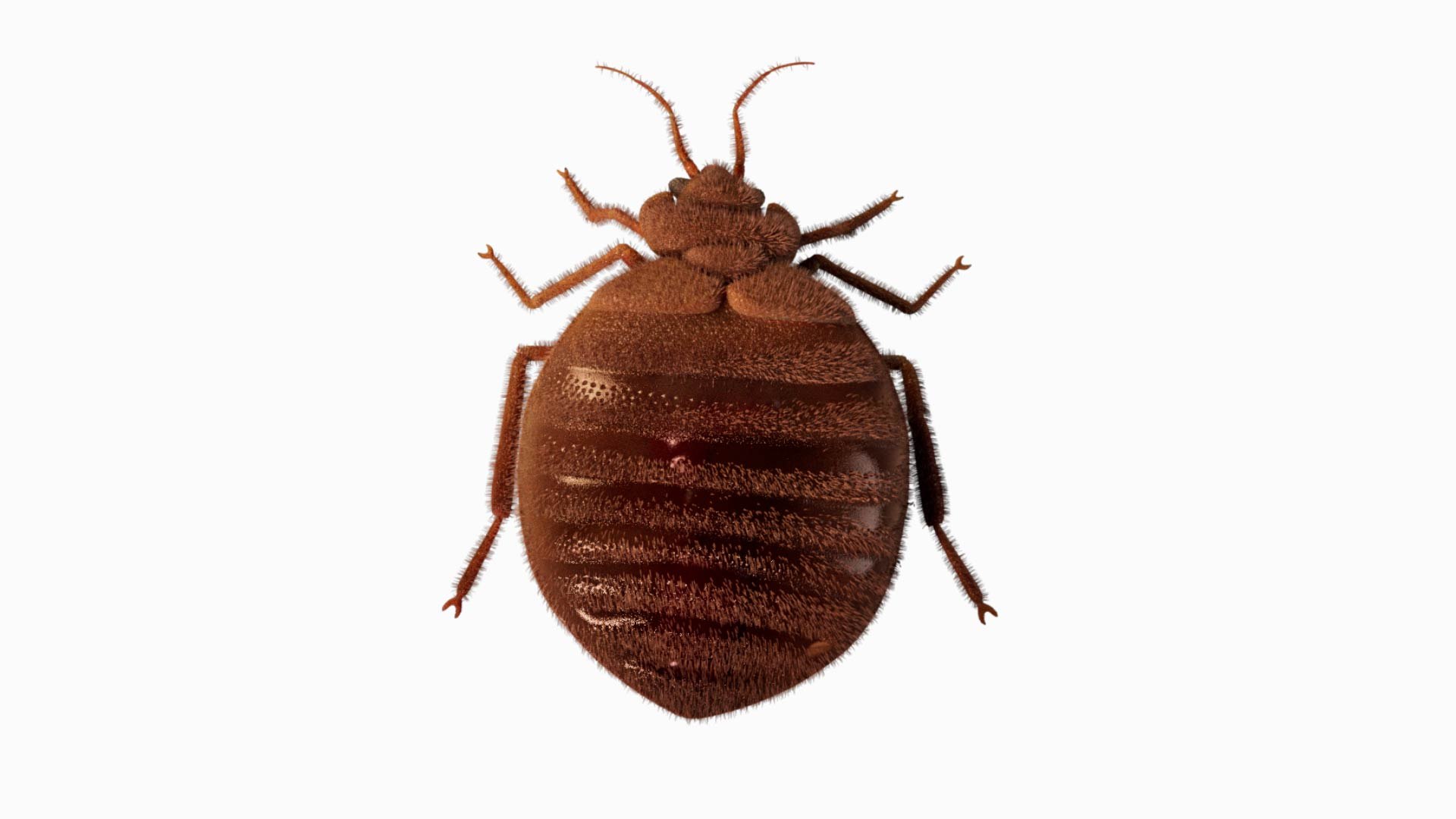 3D Bed Bug 01 Model - TurboSquid 2145431