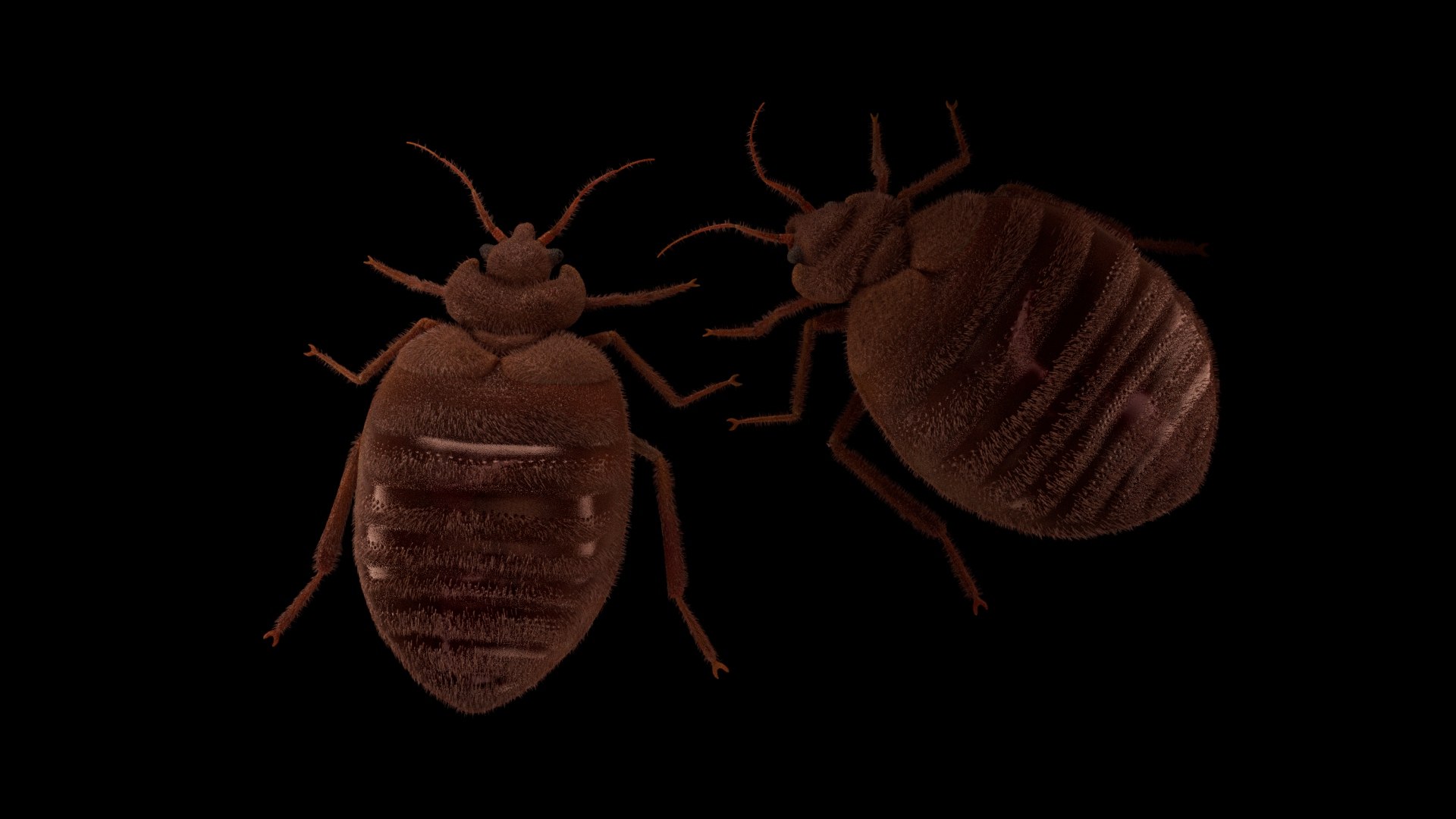 3D Bed Bug 01 Model - TurboSquid 2145431