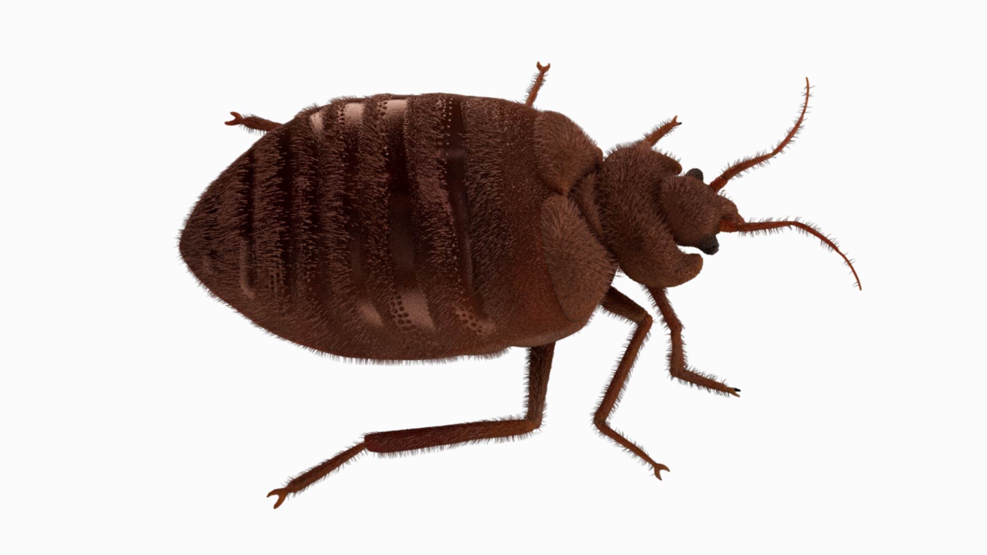 3D Bed Bug 01 Model - TurboSquid 2145431