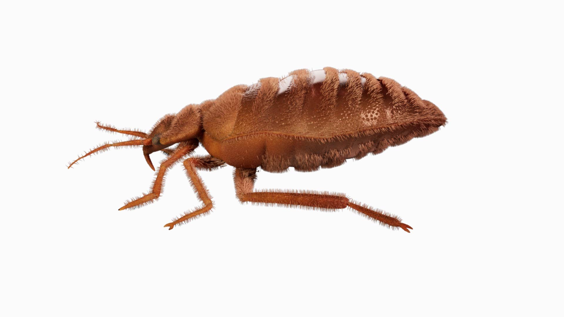 3D Bed Bug 01 Model - TurboSquid 2145431