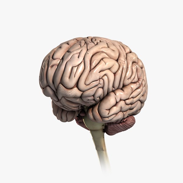 medically human brain 3d model