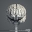 3d Medically Human Brain Model