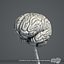 3d Medically Human Brain Model
