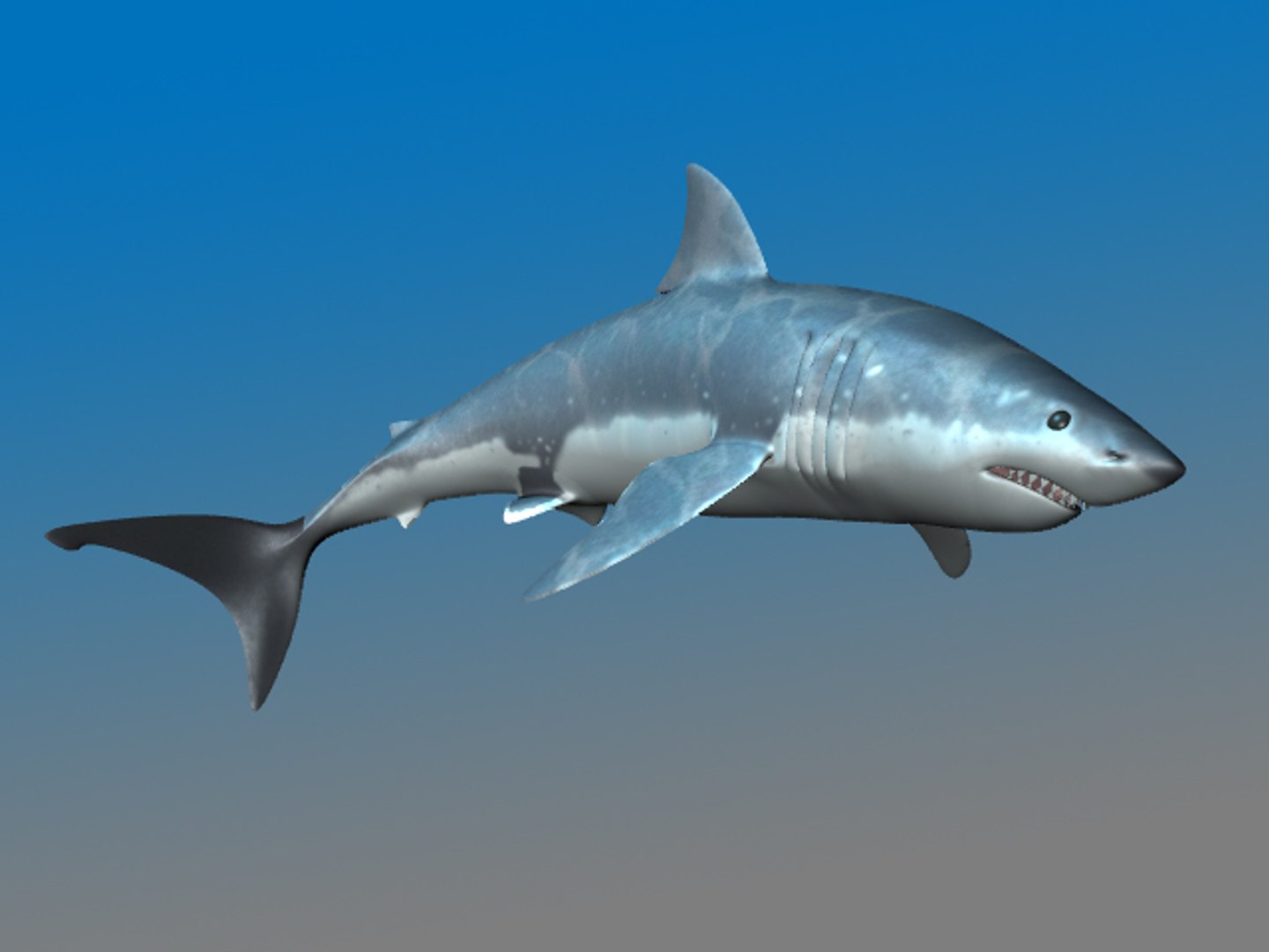 3d Great White Shark Jaws Model