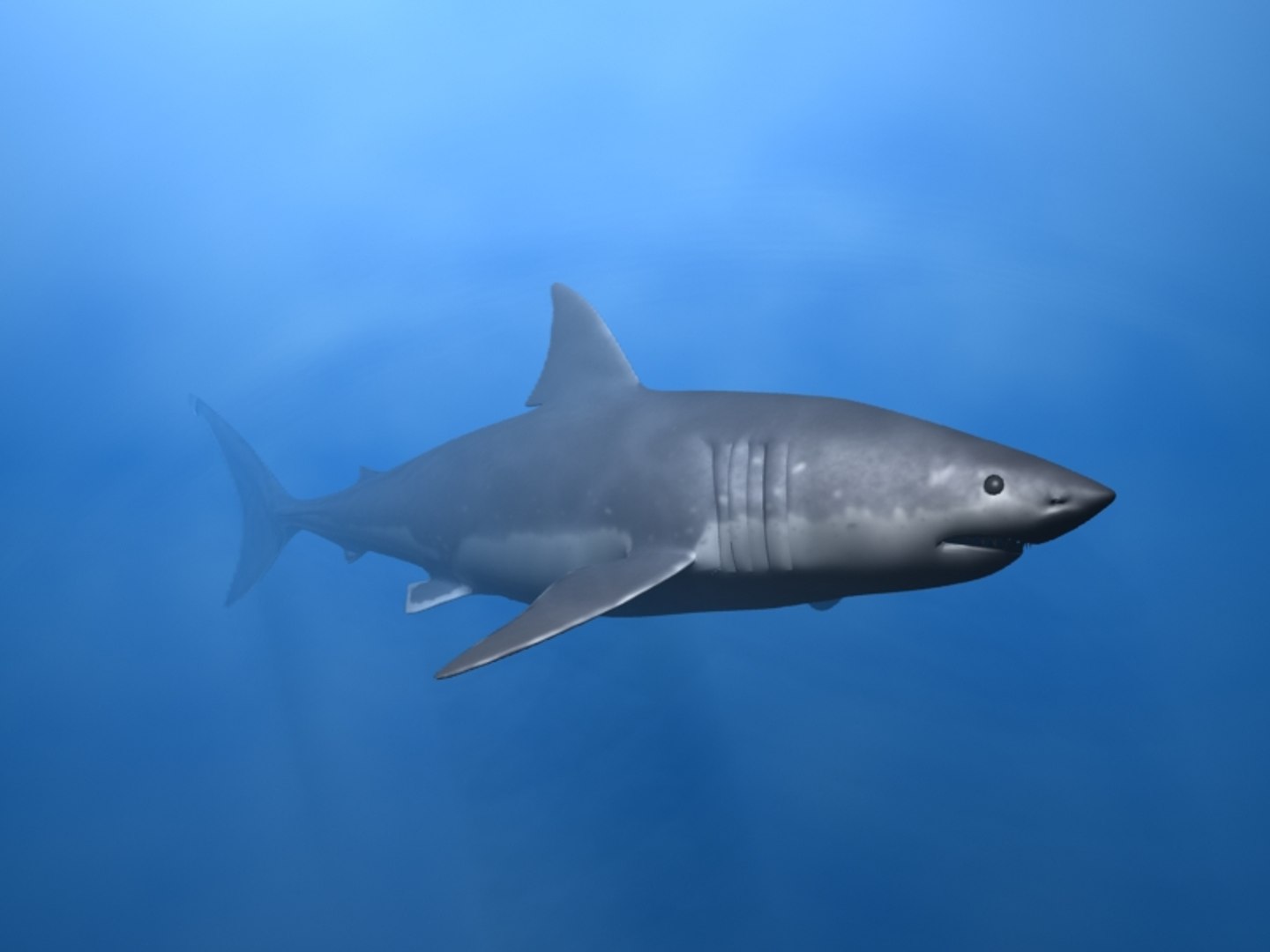 3d Great White Shark Jaws Model