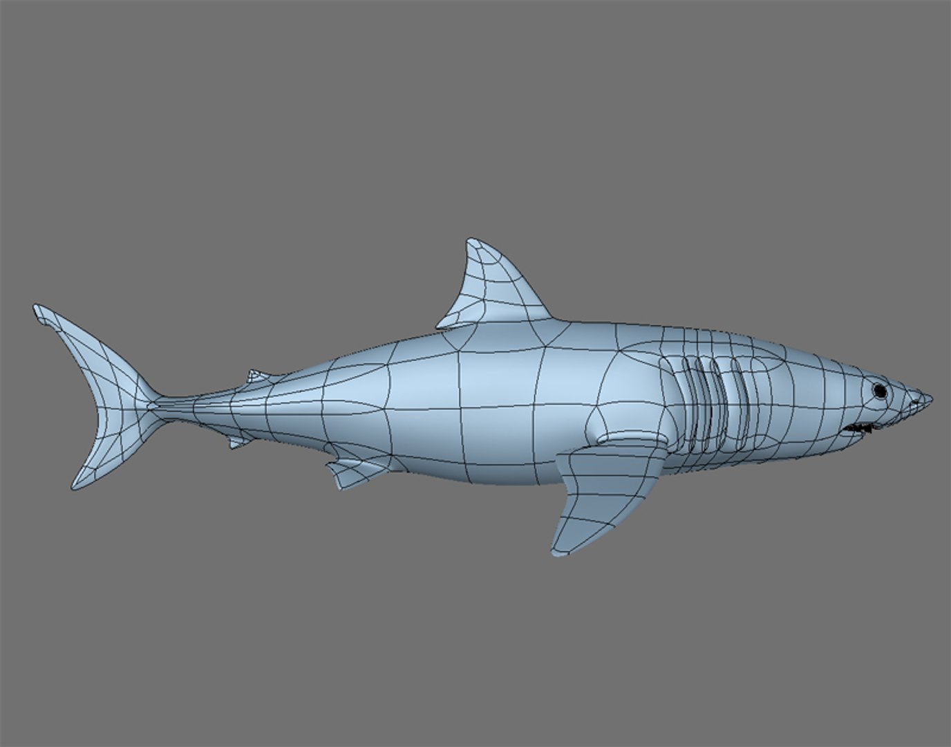 3d Great White Shark Jaws Model