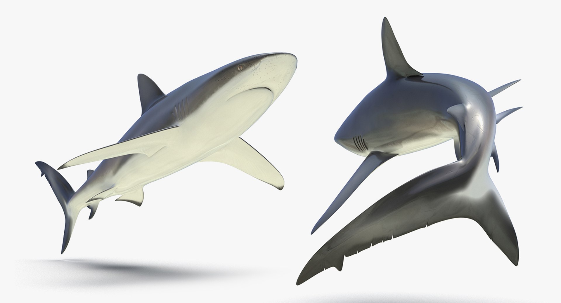 3D Rigged Sharks 4 Model - TurboSquid 1514076