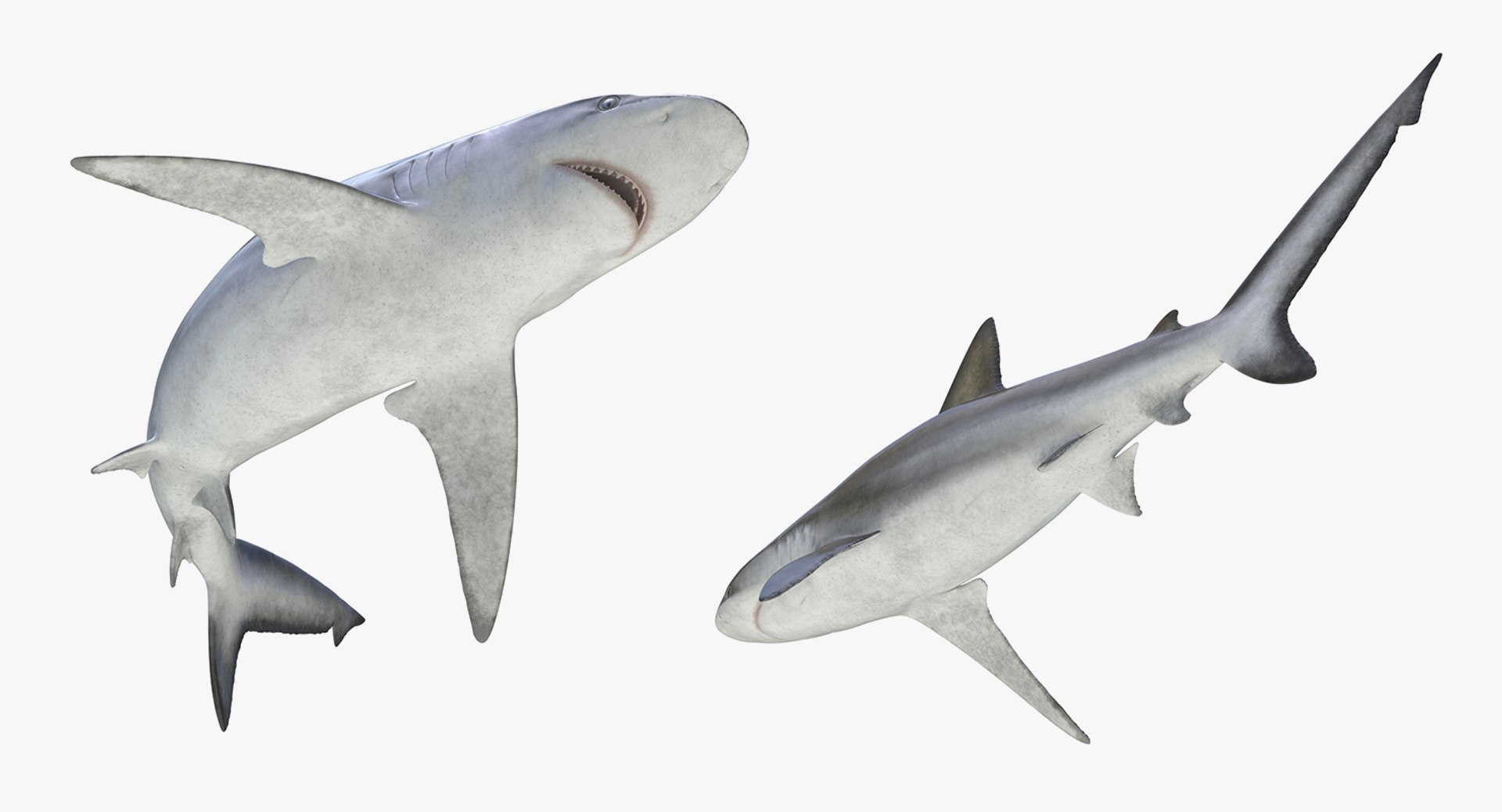 3D Rigged Sharks 4 Model - TurboSquid 1514076