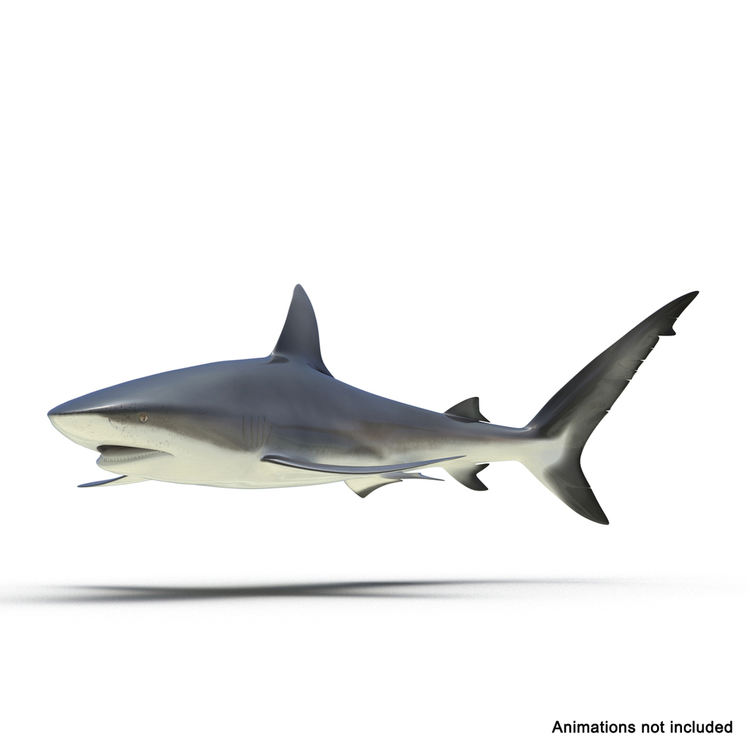 3D Rigged Sharks 4 Model - TurboSquid 1514076