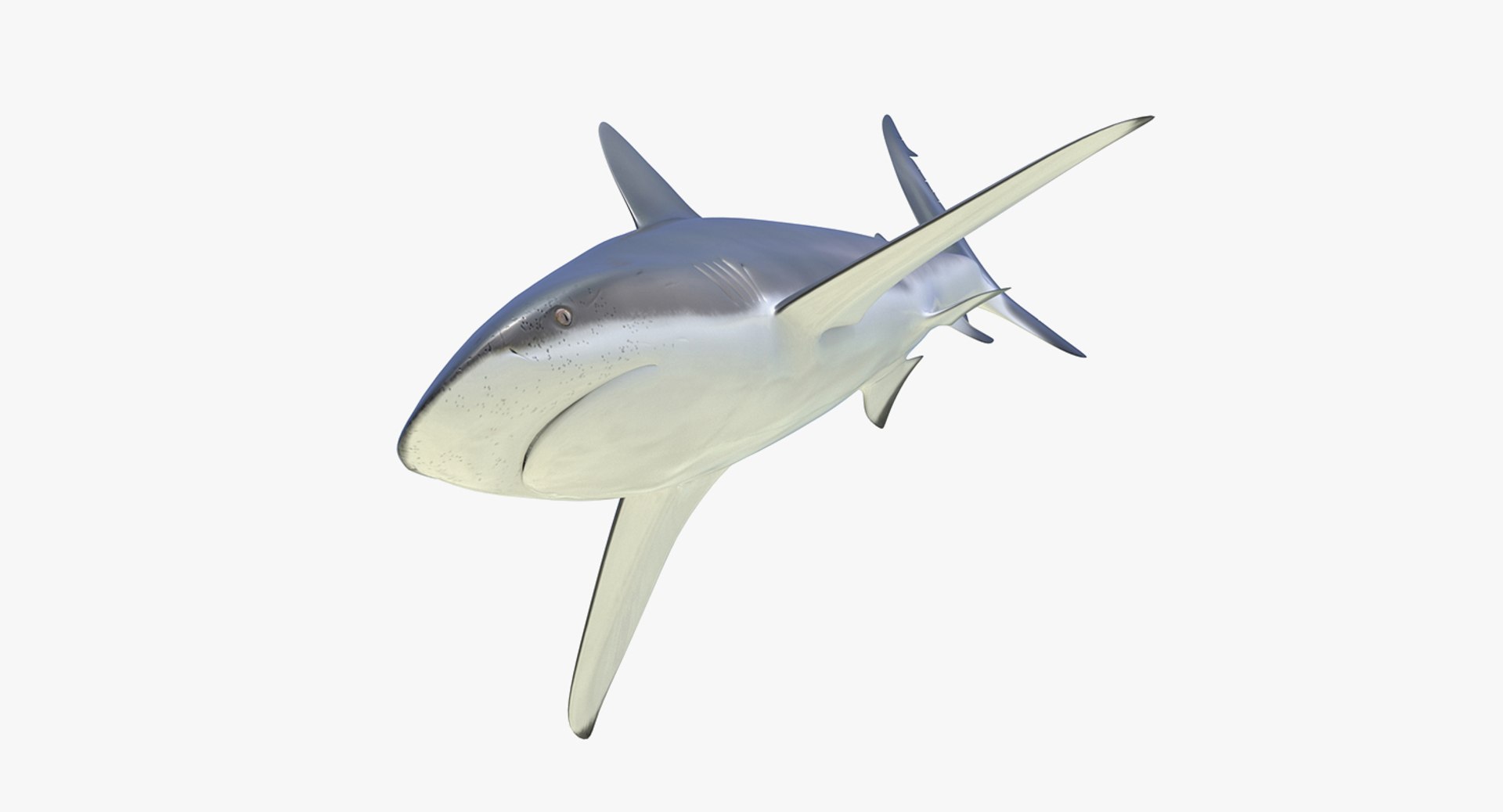3D Rigged Sharks 4 Model - TurboSquid 1514076
