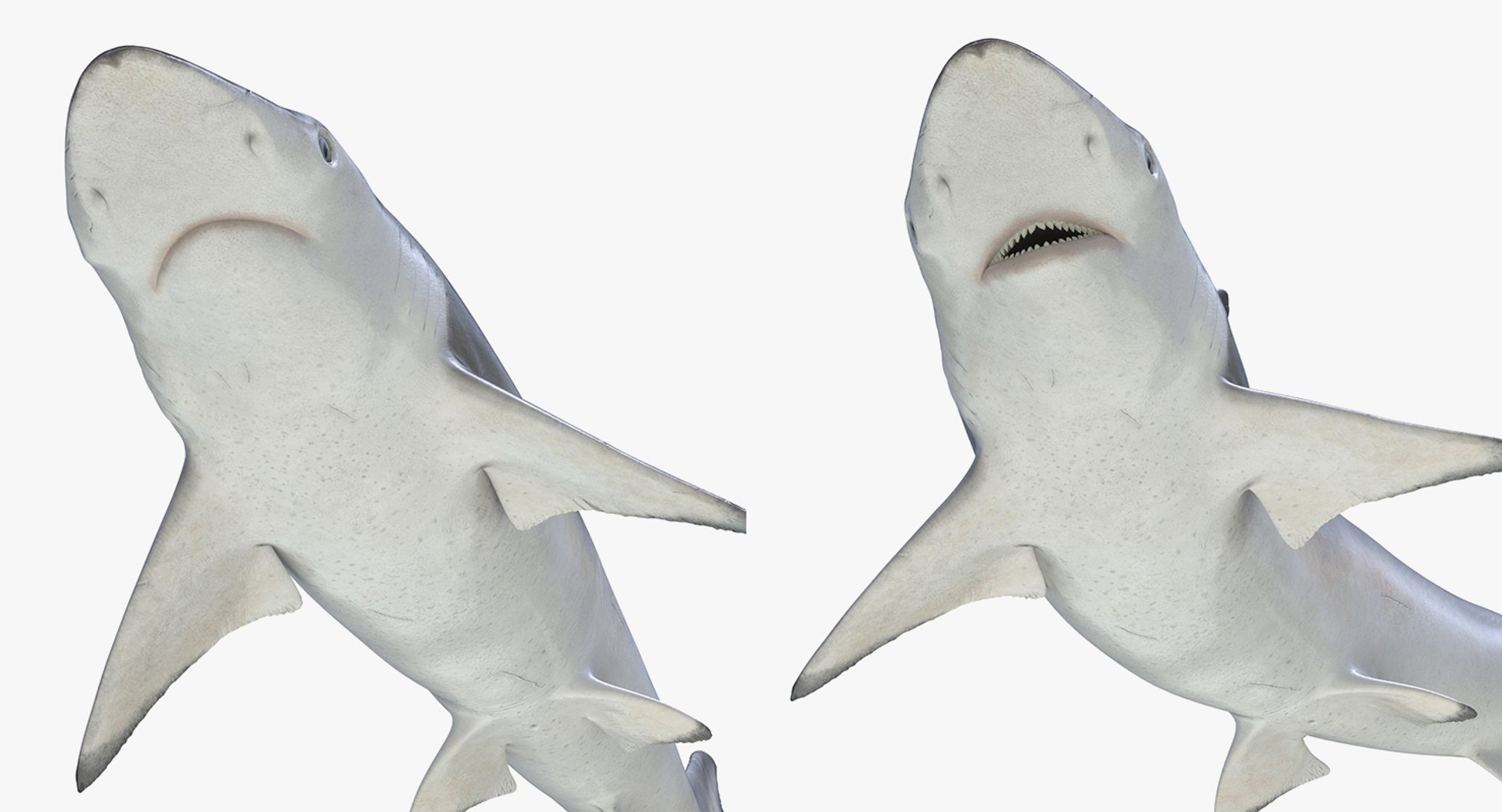 3D Rigged Sharks 4 Model - TurboSquid 1514076