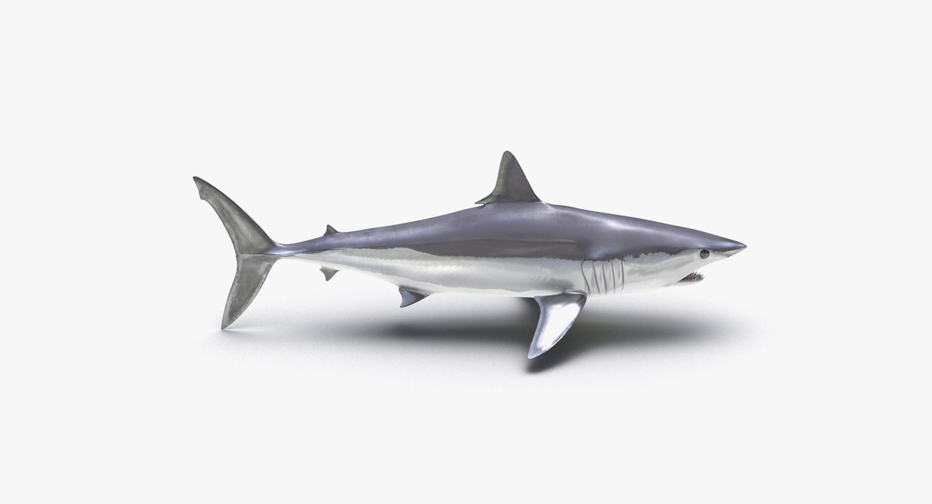 3D Rigged Sharks 4 Model - TurboSquid 1514076