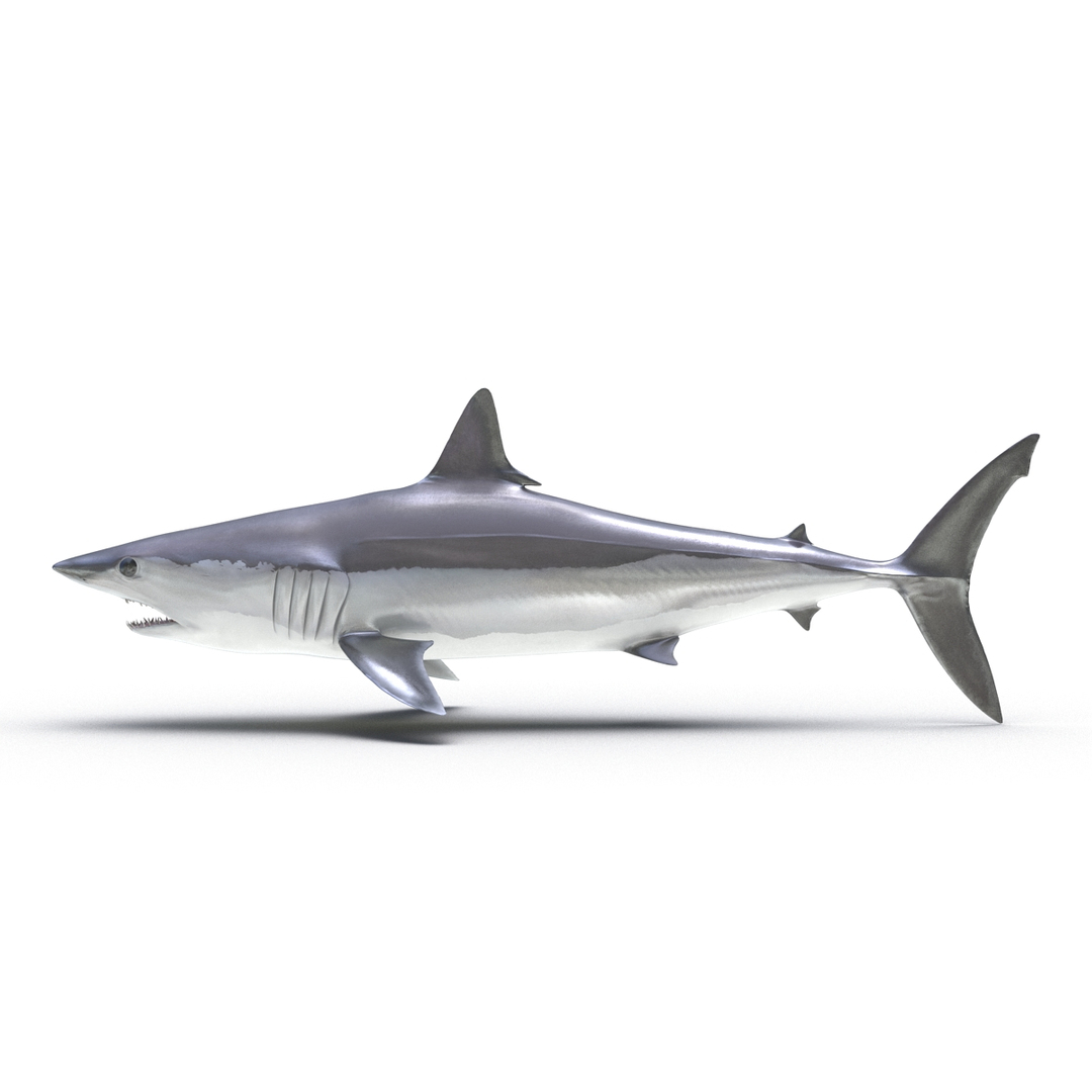 3D Rigged Sharks 4 Model - TurboSquid 1514076