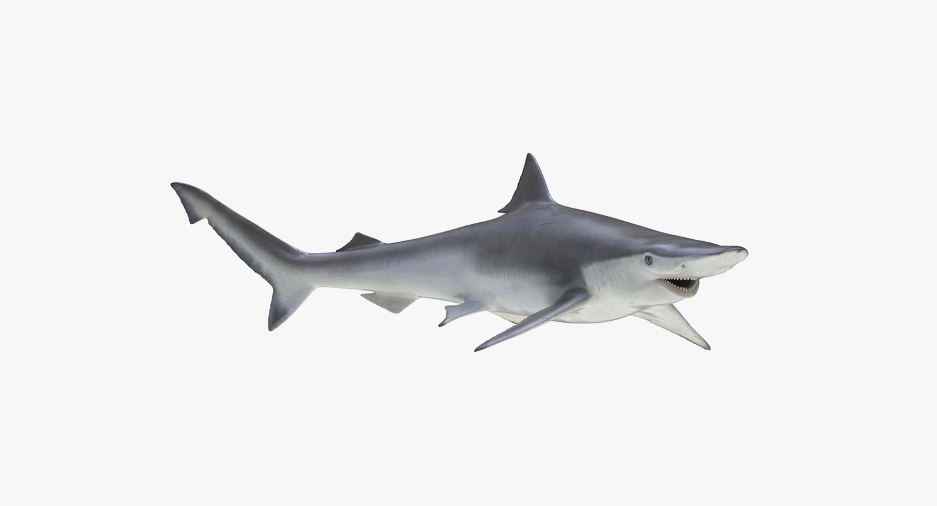 3D Rigged Sharks 4 Model - TurboSquid 1514076